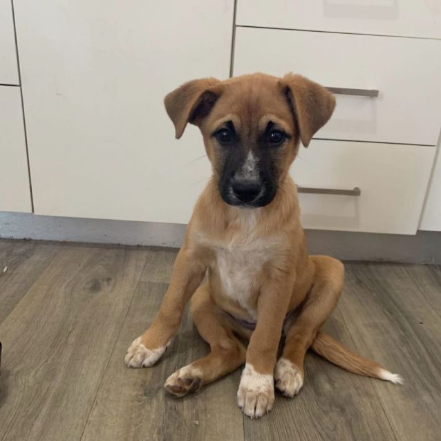 Ginny - Medium Female Mastiff Mix Dog in VIC - PetRescue