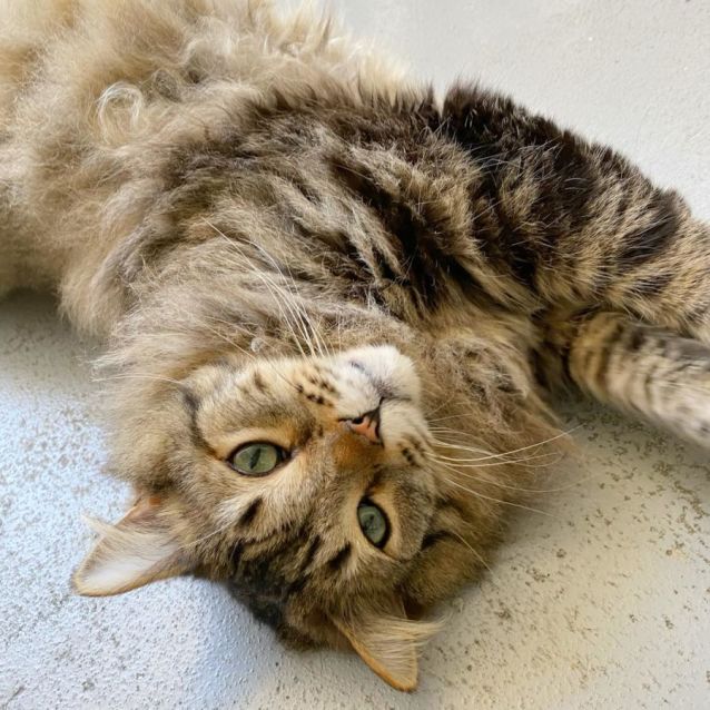 Barry - Male Persian Mix Cat in NSW - PetRescue