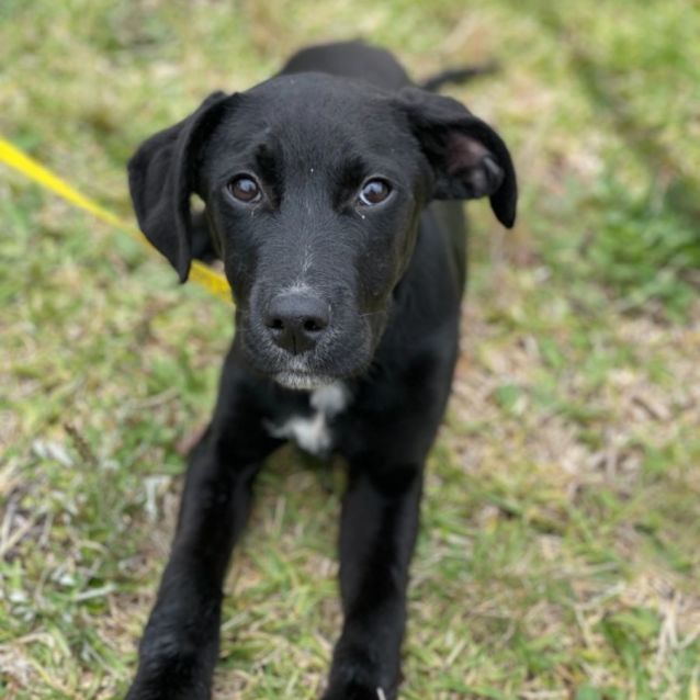 Ocelot - Medium Male Border Collie x Kelpie Dog in VIC - PetRescue