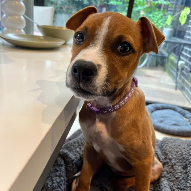 Moss - Large Female Boxer x Pointer Mix Dog in VIC - PetRescue