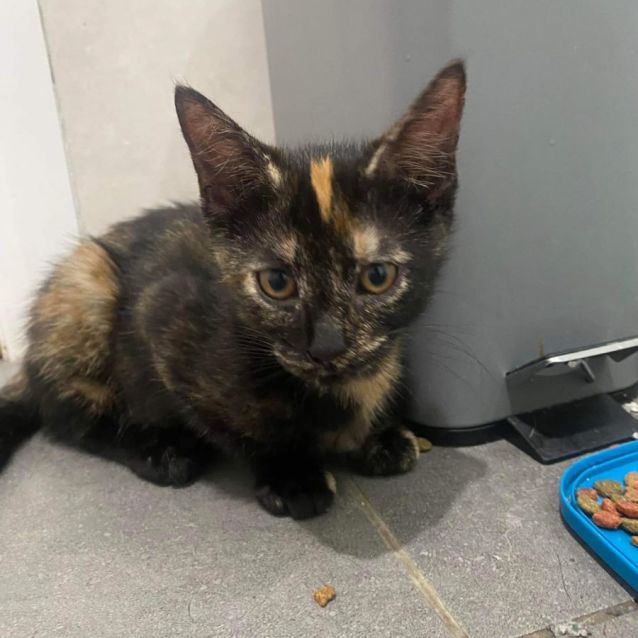 Mandarin - Female Domestic Short Hair Cat in NSW - PetRescue