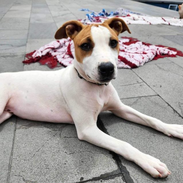 Jennifer - Large Female Boxer x Pointer Mix Dog in VIC - PetRescue