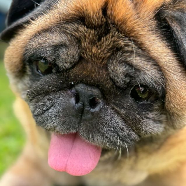 Spud - Small Male Pug Dog in NSW - PetRescue