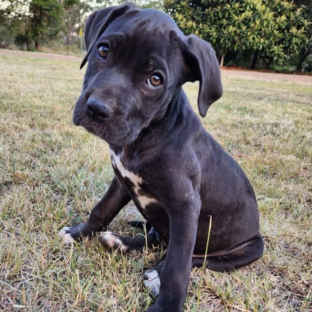 Opal - Large Female Neapolitan Mastiff Mix Dog in QLD - PetRescue