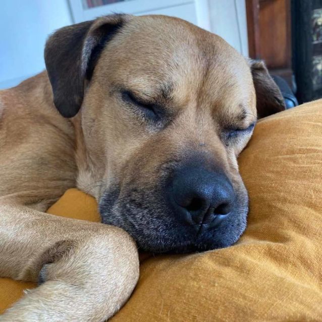 Laxus - Large Male Rhodesian Ridgeback x Staffy Mix Dog in VIC - PetRescue