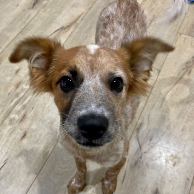 Patsy - Small Female Mixed Dog in VIC - PetRescue