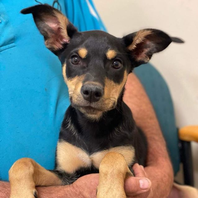 Zoob - Medium Male Kelpie Dog in QLD - PetRescue
