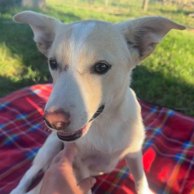 Mississippi - Medium Female Kelpie x Border Collie Mix Dog in VIC ...