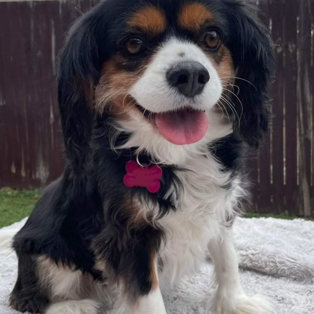 Phantom - Medium Female Cavalier King Charles Spaniel x Beagle Mix Dog ...