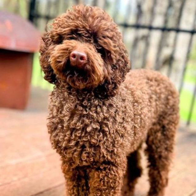 Harry - Small Male Poodle Dog in QLD - PetRescue