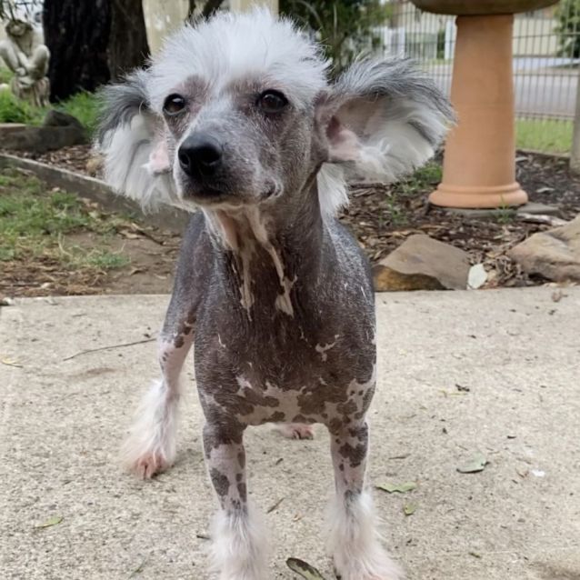 Gillybean - Small Female Chinese Crested Dog in NSW - PetRescue