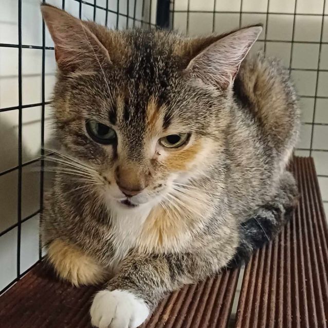 Tippy ** 2nd Chance Cat Rescue** - Female Domestic Short Hair Cat in ...