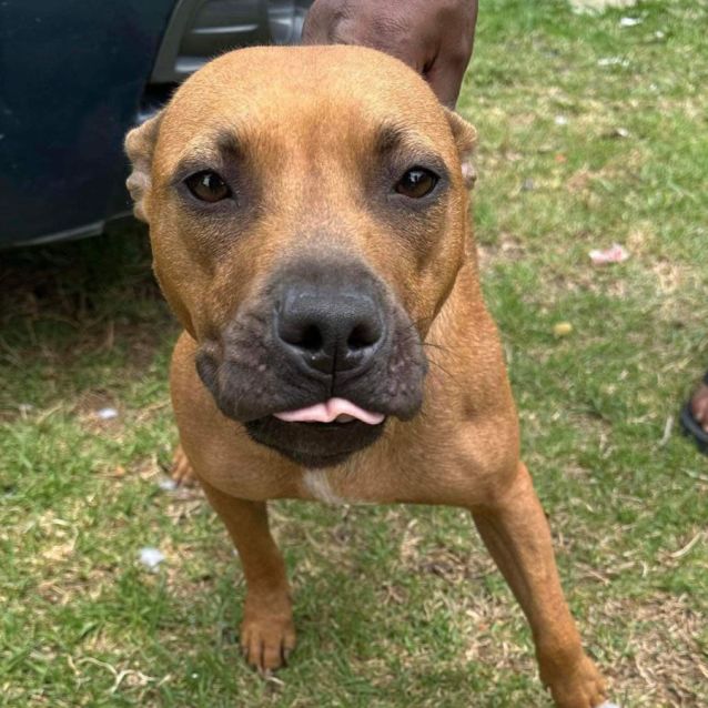 Bentley - Medium Male Staffy x Border Collie Mix Dog in QLD - PetRescue