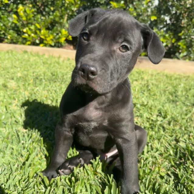 Pinto - On hold - Medium Male Staffordshire Bull Terrier x Border ...