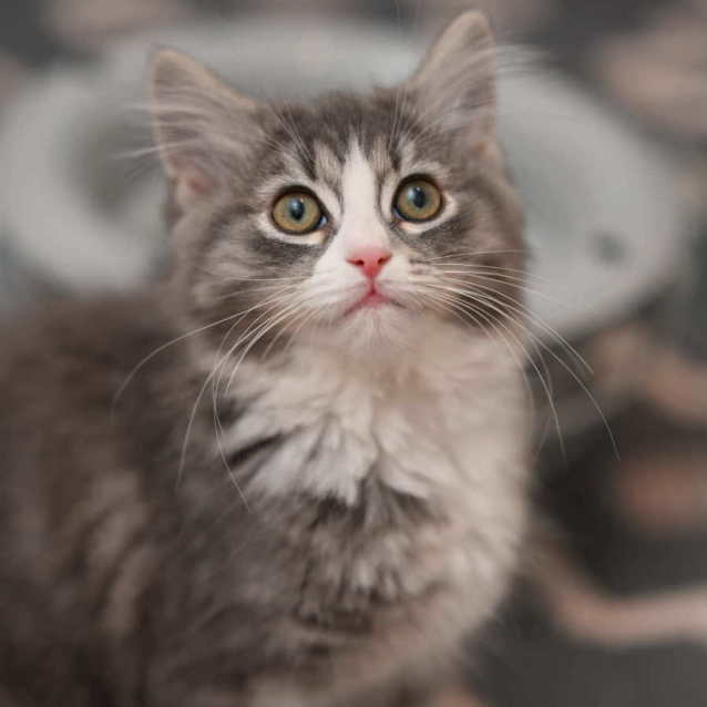 Spark - Female Domestic Medium Hair (DMH) Cat in VIC - PetRescue