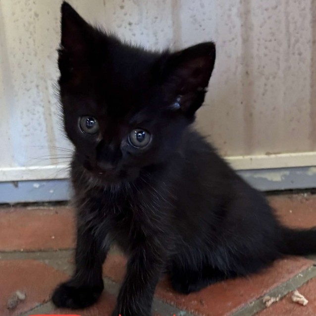 Taliah - Female Domestic Short Hair (DSH) Cat in QLD - PetRescue