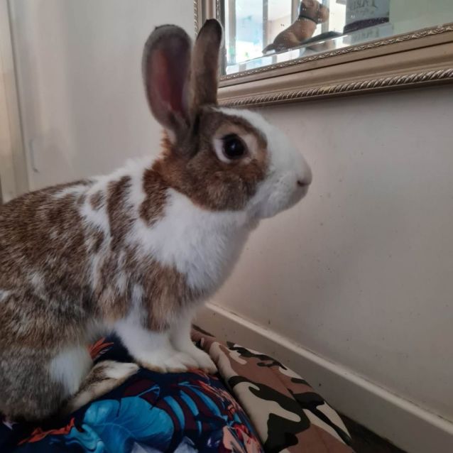 Dash - Male Belgian Hare Mix Rabbit in VIC - PetRescue