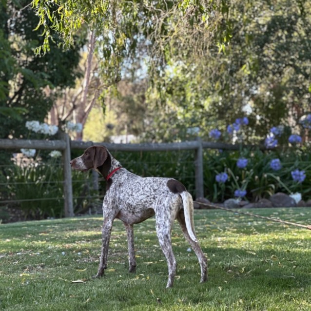 Ruby - Large Female German Shorthaired Pointer Dog in VIC - PetRescue