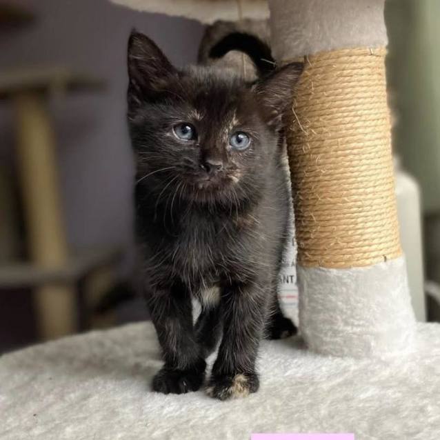 Hazel - Female Domestic Short Hair (DSH) Cat in NSW - PetRescue