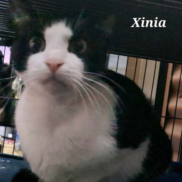 Xinia - Female Domestic Short Hair Mix Cat in QLD - PetRescue