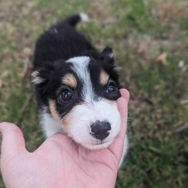 Colin - Medium Male Border Collie Mix Dog in VIC - PetRescue