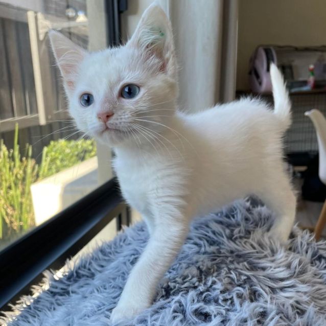 Dimple - Female Domestic Short Hair Cat in VIC - PetRescue