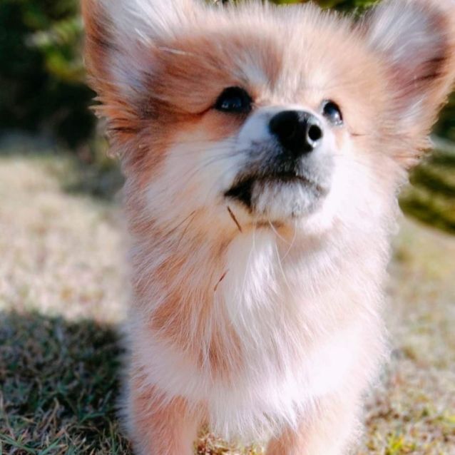 Mocha - Small Male Pomeranian Mix Dog in QLD - PetRescue