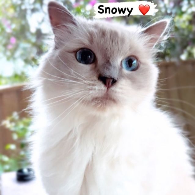 Snowflake - Female Ragdoll Cat in NSW - PetRescue