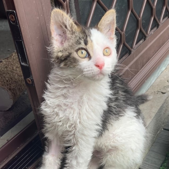 Indie 😽😽💕 - Female Selkirk Rex Mix Cat in NSW - PetRescue