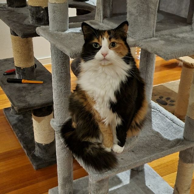 Cheiko 🌺🌺 - Female Domestic Long Hair Cat in VIC - PetRescue