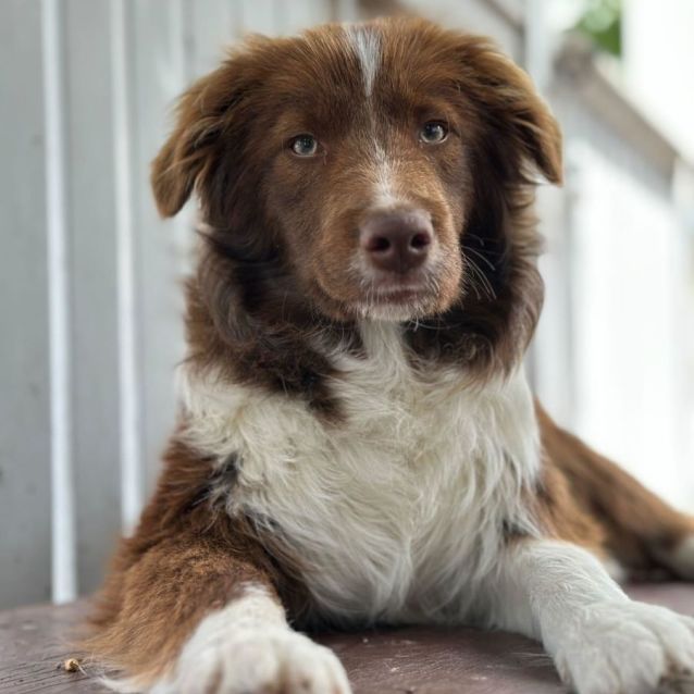 Russell - Medium Male Border Collie Dog in VIC - PetRescue
