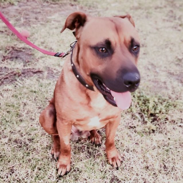 Brady -- Foster home needed - Medium Male American Staffordshire Bull ...