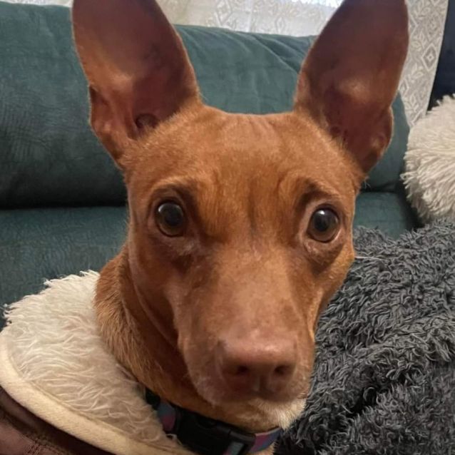 Lulu - Small Female Cross breed Mix Dog in SA - PetRescue