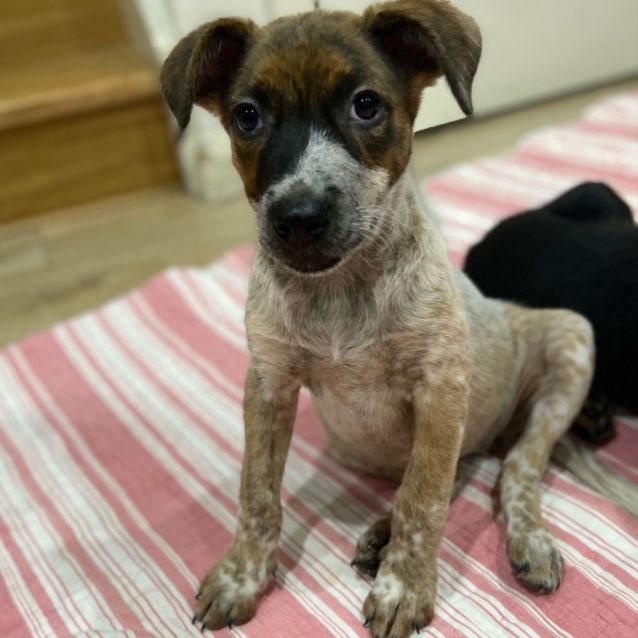 Mocha - Medium Female Mixed Breed Dog in VIC - PetRescue