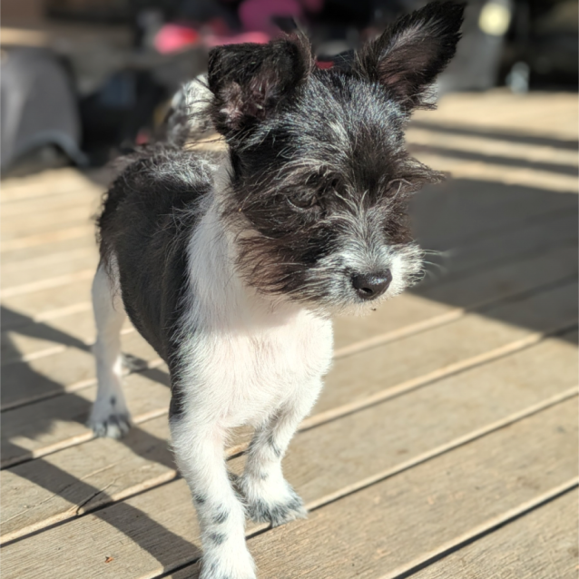 Rizzler - Small Female Maltese Mix Dog in VIC - PetRescue