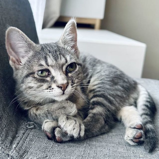 Chibi - Female Domestic Short Hair Cat in VIC - PetRescue