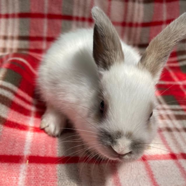 Bugsy - Female Netherland Dwarf Mix Rabbit in NSW - PetRescue