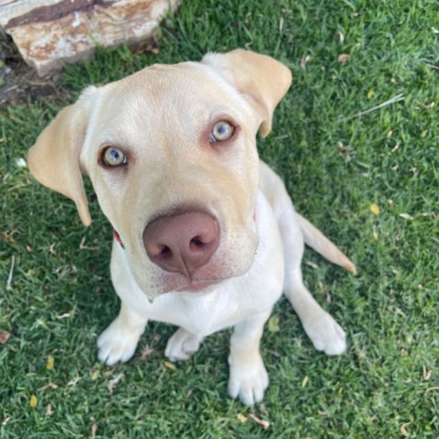 Steve’o - Large Male Labrador Dog in VIC - PetRescue