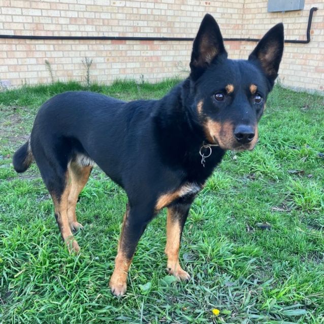 Storm - Medium Male Kelpie x Cattle Dog Dog in NSW - PetRescue
