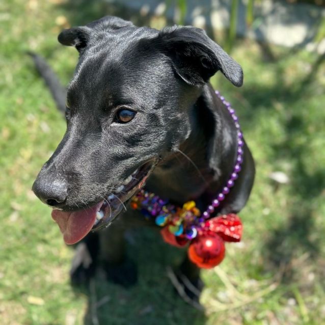 Ash 9855 - Medium Female Labrador x Staffordshire Bull Terrier Mix Dog ...