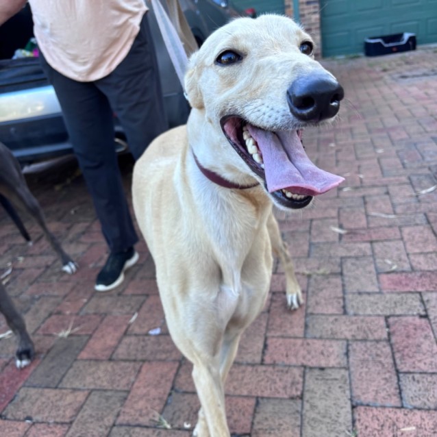Foxy - Medium Female Greyhound Dog in NSW - PetRescue