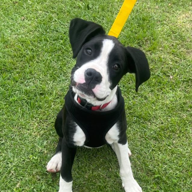 Stuart - Large Male Boxer x Pointer Mix Dog in VIC - PetRescue
