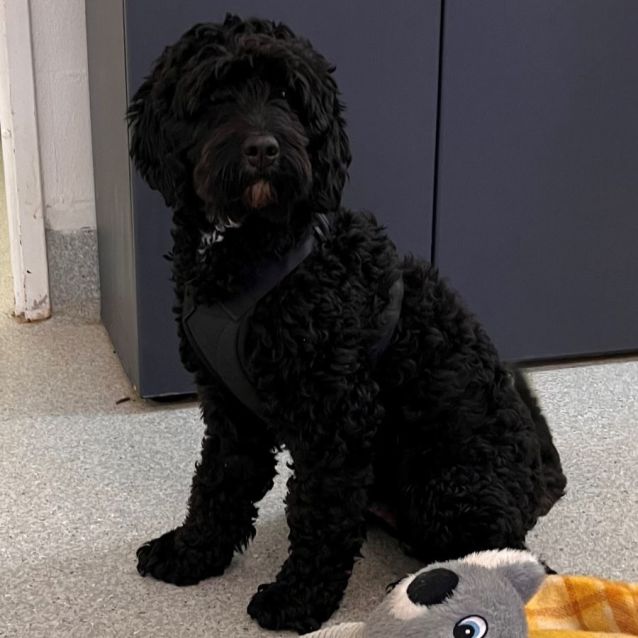 D977 Magnus - Small Male Cross breed Mix Dog in NSW - PetRescue