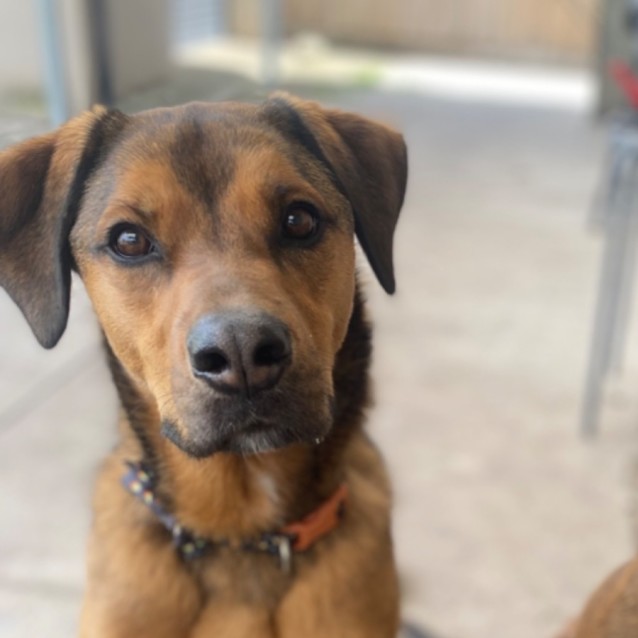 Genji - Medium Male Boxer Mix Dog in VIC - PetRescue