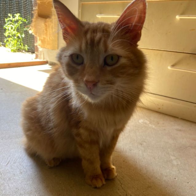 Garfy - Male Domestic Medium Hair Cat in VIC - PetRescue