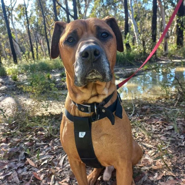 Sisco - Large Male Mastiff Mix Dog in NSW - PetRescue