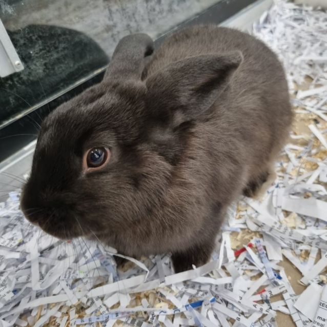 Ragnar - Male Netherland Dwarf Mix Rabbit in VIC - PetRescue