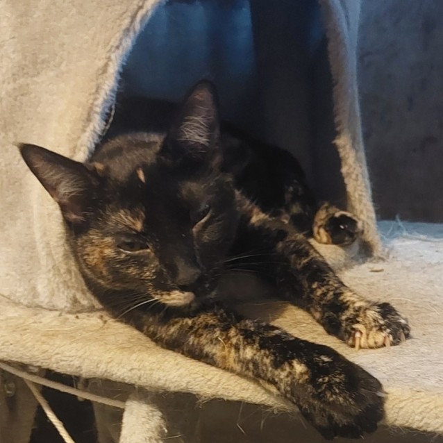 Beth/ Bibby - Female Domestic Short Hair (DSH) Cat in NSW - PetRescue