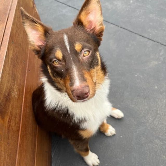 Pearl - Medium Female Kelpie Mix Dog in VIC - PetRescue