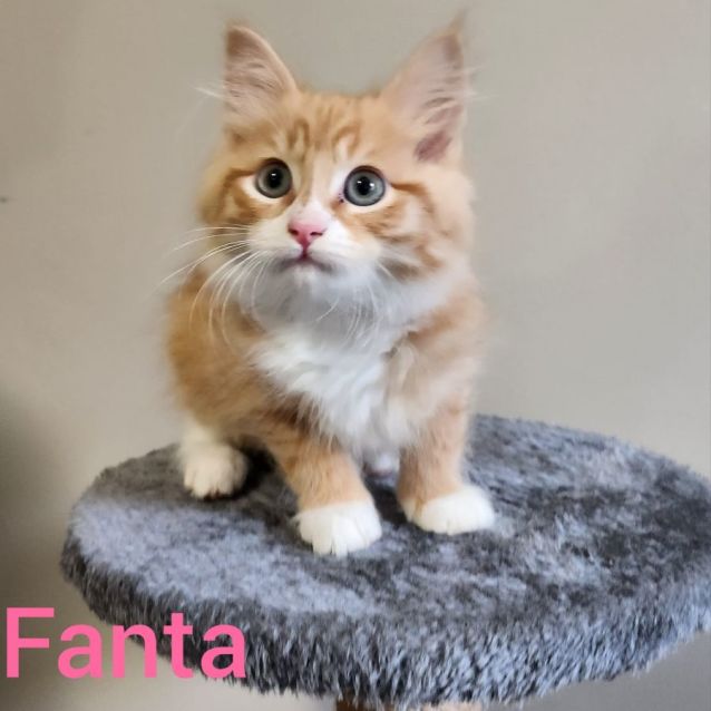 Fanta - Female Domestic Medium Hair Cat in NSW - PetRescue